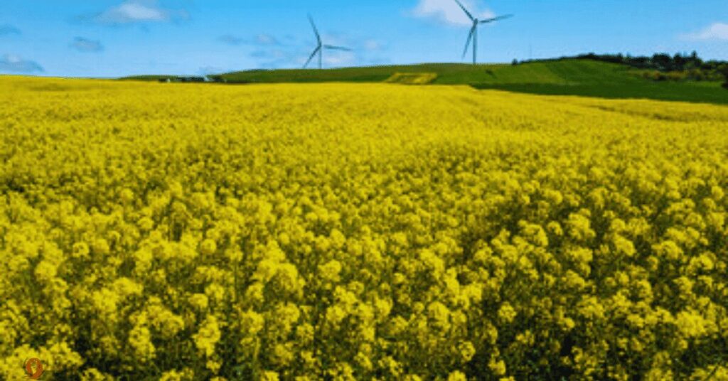 Unveil The Dream of Fields | Connect with Nature in 13 Ways