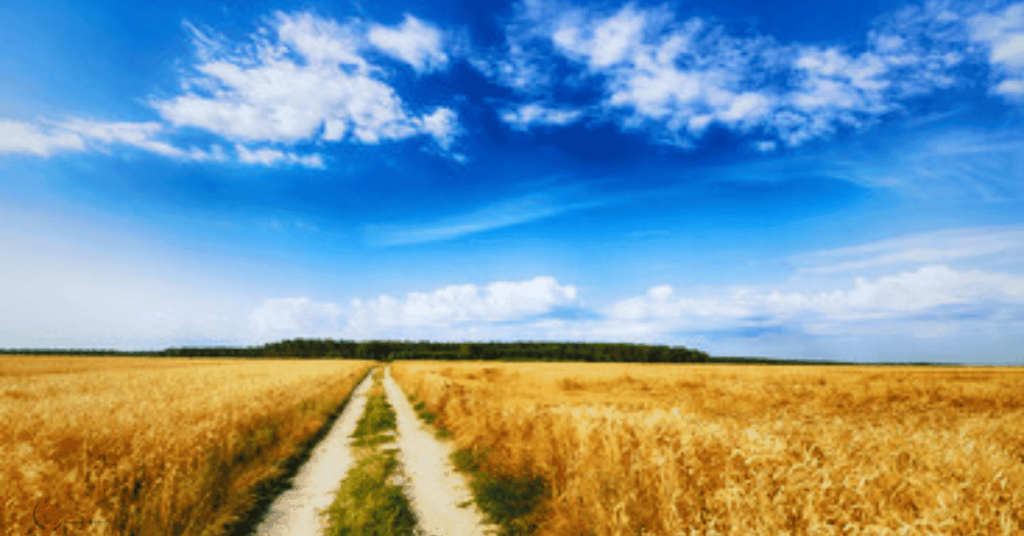 Unveil The Dream of Fields | Connect with Nature in 13 Ways