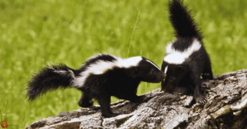 Unveil the 7 Spiritual Meaning of a Skunk Crossing Your Path